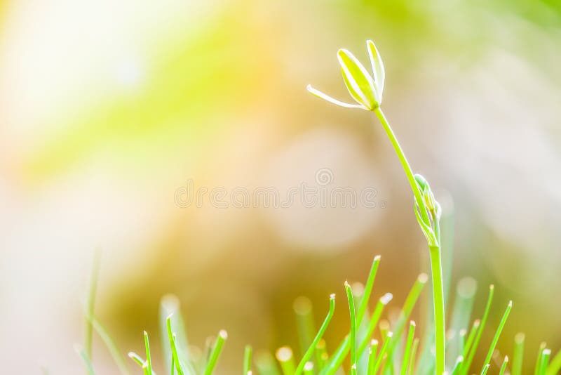 Spring field grow grass stock photo. Image of outdoor - 53717612