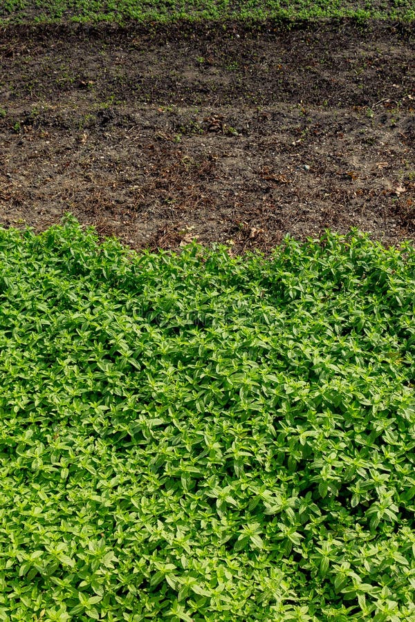 Spring Field Growing Sprouted Agricultural Crops Stock Image - Image of ...
