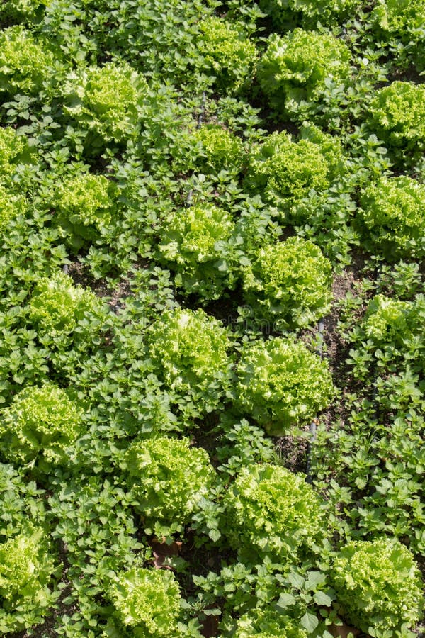 Spring Field Growing Sprouted Agricultural Crops Stock Image - Image of ...