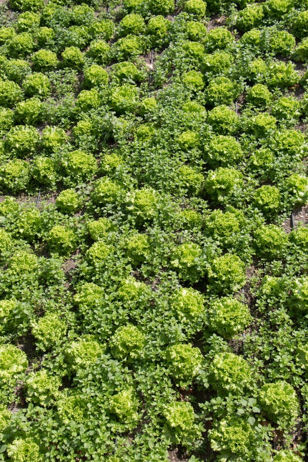 Spring Field Growing Sprouted Agricultural Crops Stock Image - Image of ...