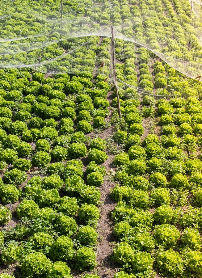 Spring Field Growing Sprouted Agricultural Crops Stock Image - Image of ...