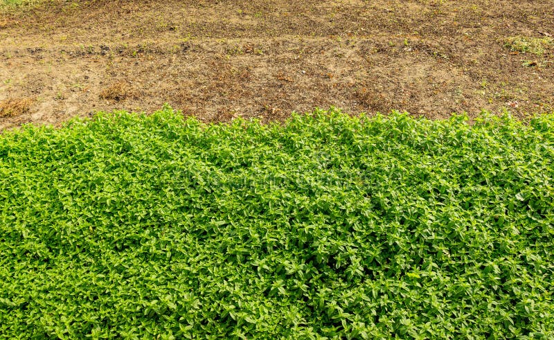 Spring Field Growing Sprouted Agricultural Crops Stock Image - Image of ...