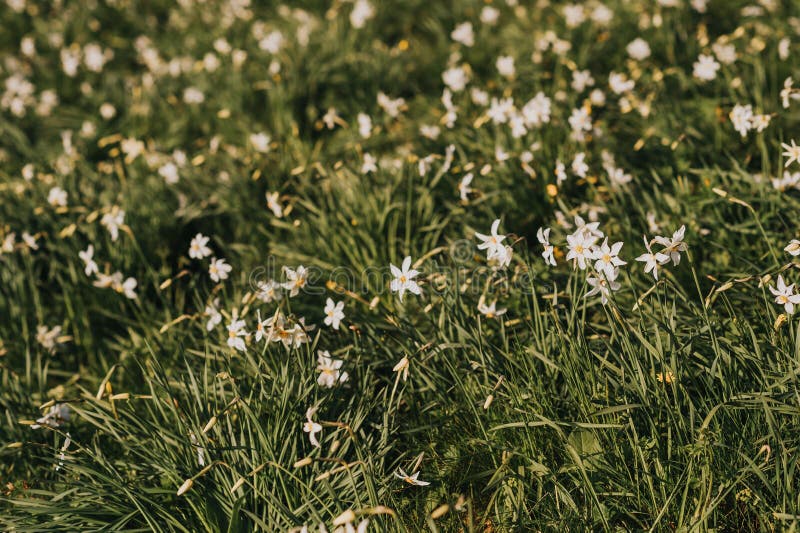Field with Growing Wild Daffodils Stock Photo - Image of blooming ...