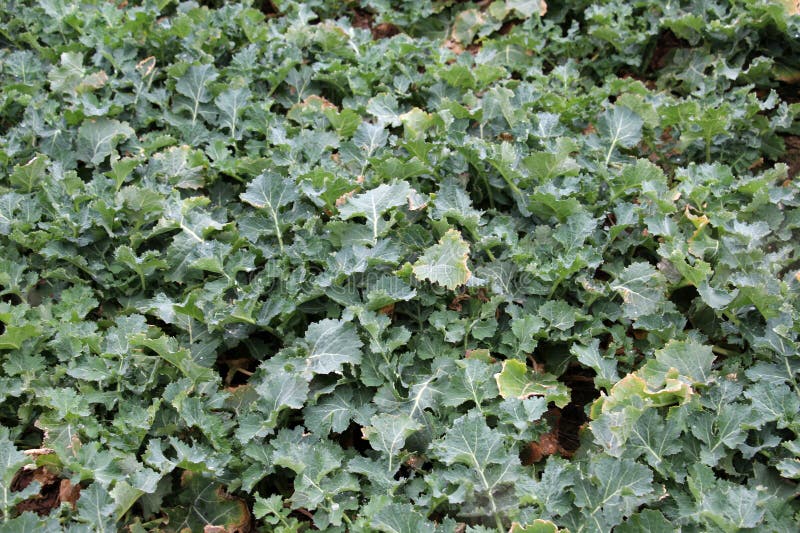 In the Spring Field Grows Winter Rapeseed Stock Image - Image of ...