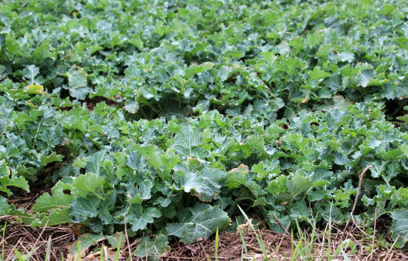 In the Spring Field Grows Winter Rapeseed Stock Photo - Image of growth ...