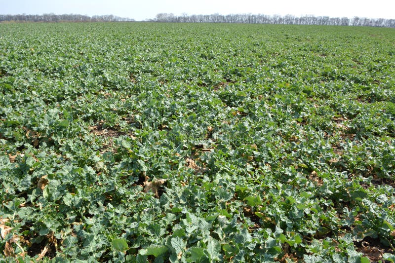 In the Spring Field Grows Winter Rapeseed Stock Image - Image of ...