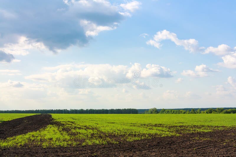 Spring field stock image. Image of early, crops, nature - 64131235