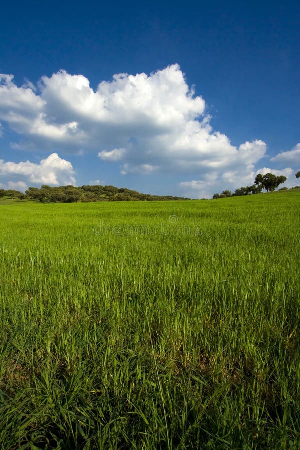 Spring Field Landscape Picture. Image: 8419327