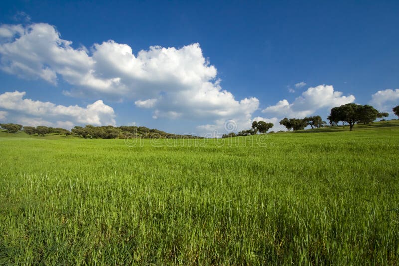 172,928 Spring Summer Green Field Scenery Landscape Stock Photos - Free ...