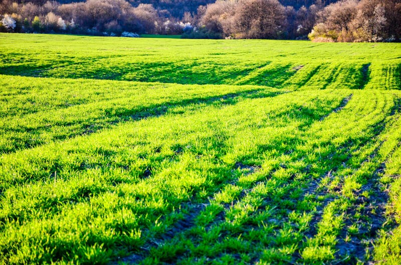 Spring field, landscape stock photo. Image of beautiful - 90575640