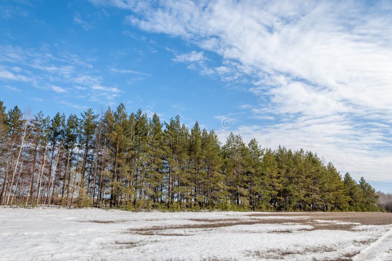 Spring in the Field. Last Snow. Pine Tree Stock Image - Image of nature ...