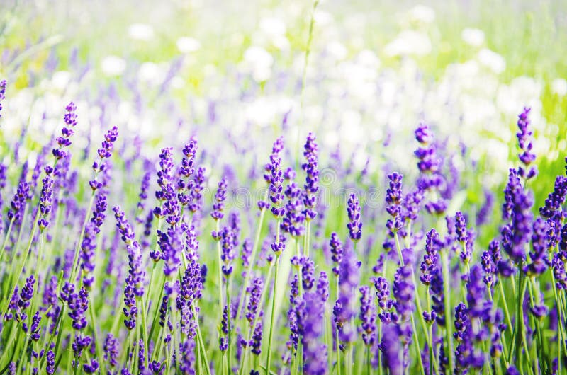 Spring field with lavender stock photo. Image of culture - 37576344