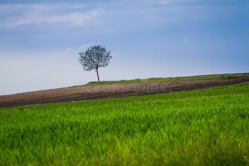 Spring Field with Lonely Tree Stock Photo - Image of beauty, cloudy ...