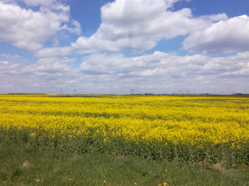 Spring field stock photo. Image of spring, fild, natural - 92679434