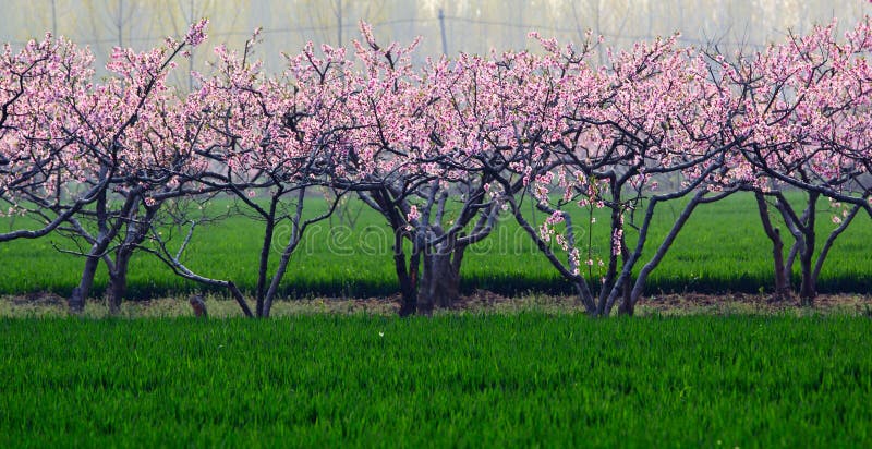Spring field stock photo. Image of flowers, wheat, bright - 30710078