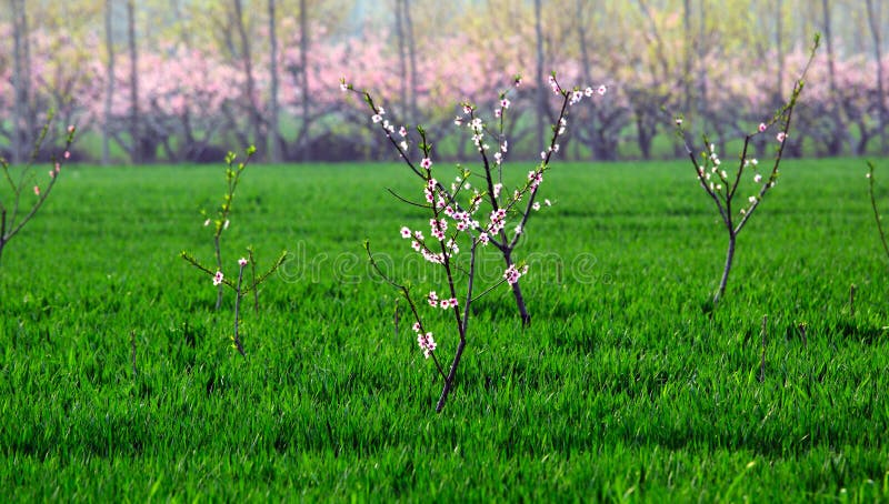 Spring field stock image. Image of green, bright, flowers - 30710249