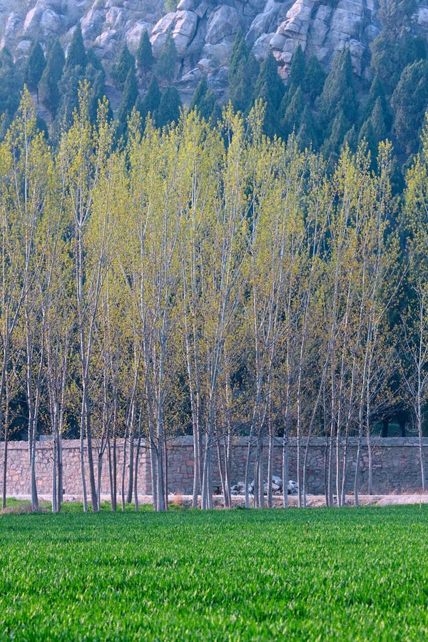 Spring field stock image. Image of closeup, dirt, forest - 30710119