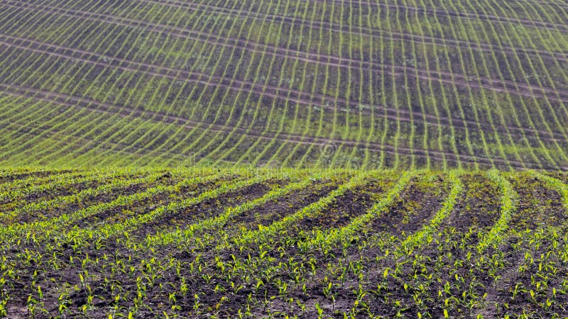 Spring Field with Rows of Corn, Corn Shoots in the Field Stock Image ...