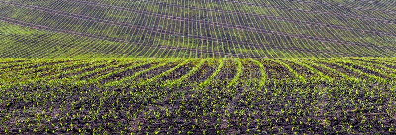 Spring Field with Rows of Corn, Corn Shoots in the Field Stock Image ...