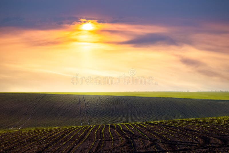 Spring Field with Rows of Plants at Sunset Stock Image - Image of ...