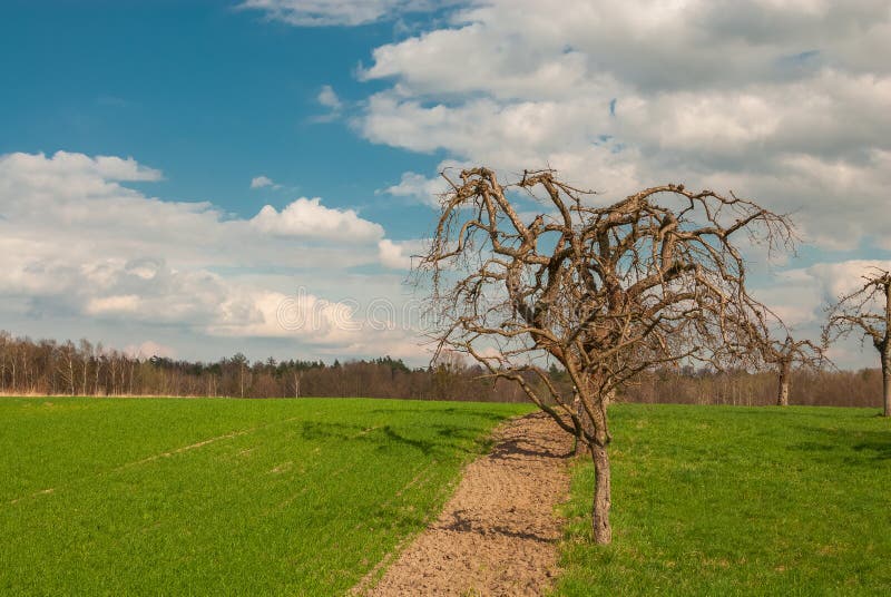 Spring field stock image. Image of cloud, blue, beauty - 30803139