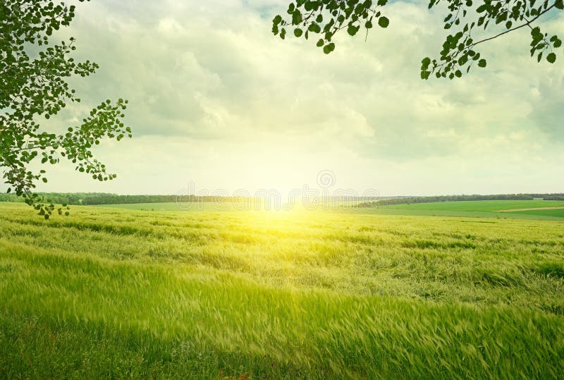 Spring field stock image. Image of beautiful, blue, pasture - 44140103