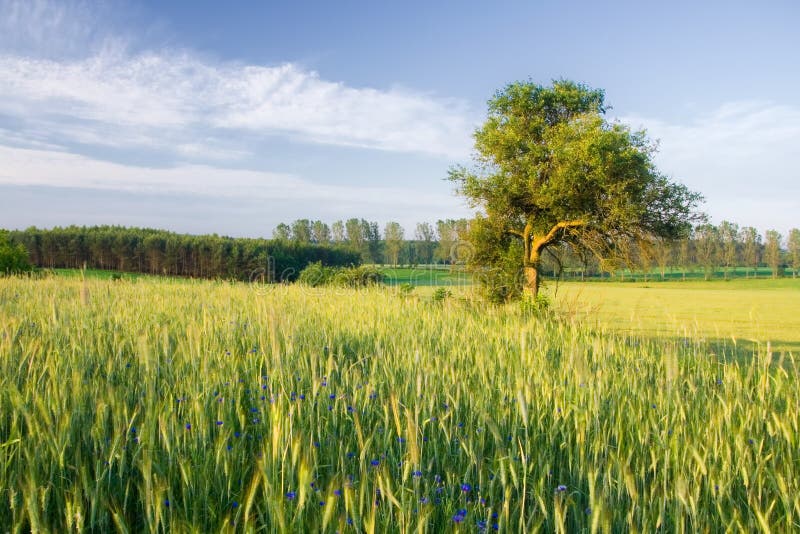 Spring field sunset stock photo. Image of freedom, light - 35410366