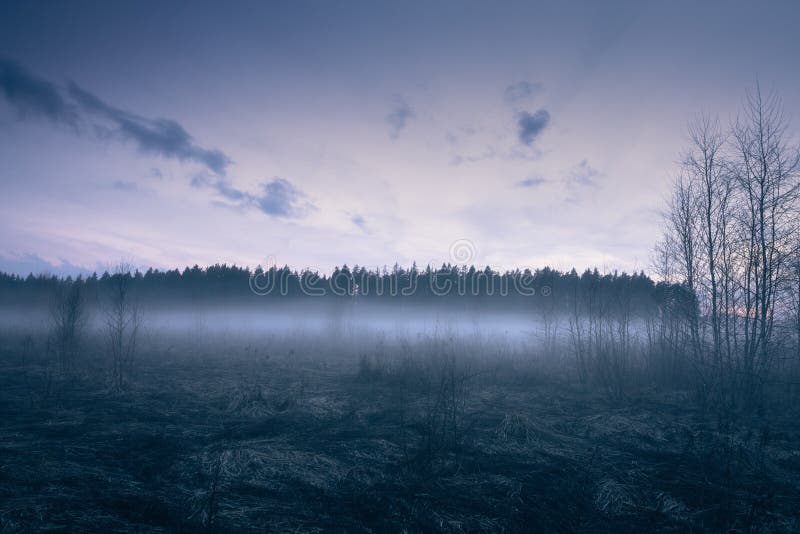 Spring Field in Thick Fog Evening. Stock Image - Image of outdoor, tree ...