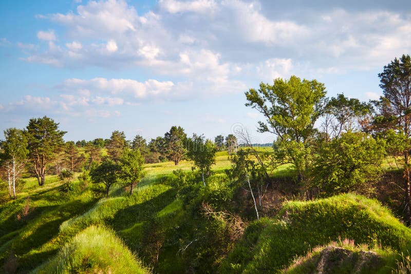 Spring field with trees stock photo. Image of bloom - 251698644