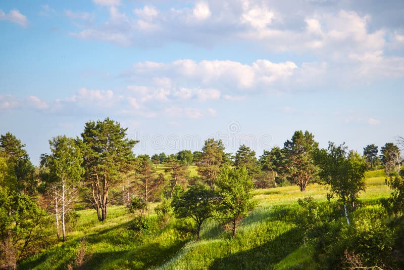 Spring field with trees stock photo. Image of bloom - 251698644