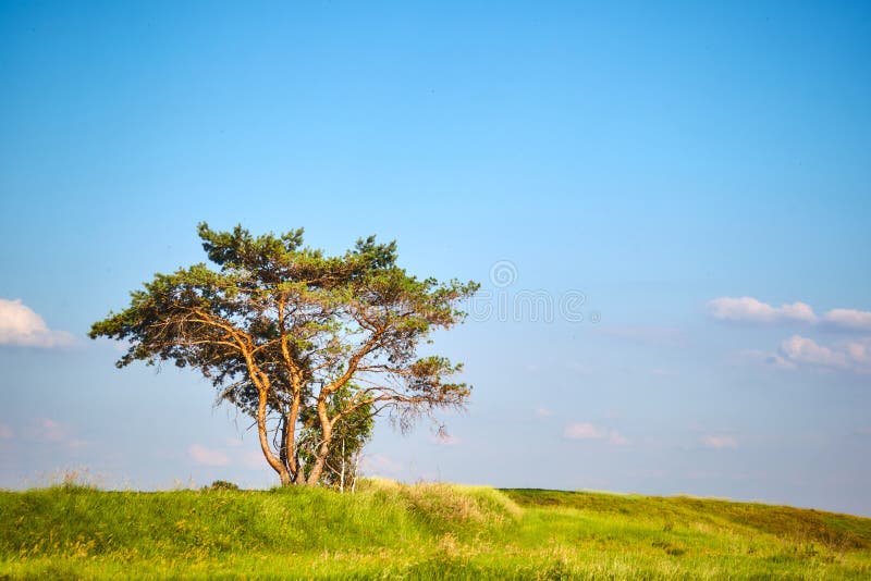 Spring field with trees stock photo. Image of bloom - 251698644