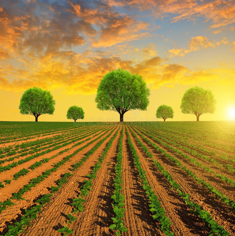 Spring field with trees stock photo. Image of botany - 68604316
