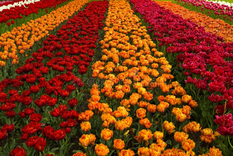Ranunculus Flower Field, San Diego, CA Stock Image - Image of ...