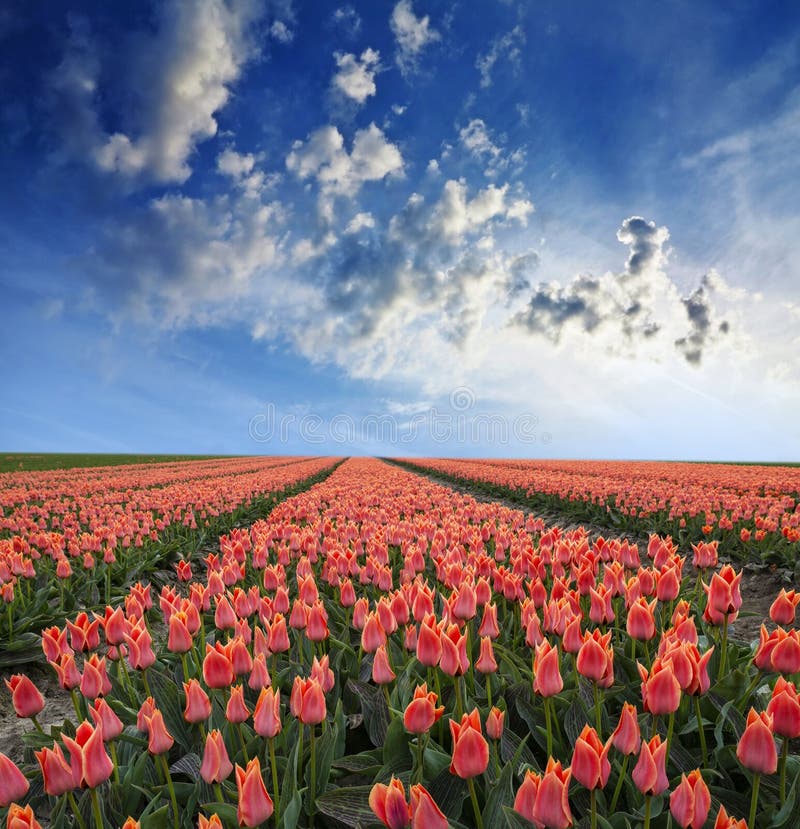 Pink Tulip Fields in Sprind Stock Image - Image of farm, season: 31544895