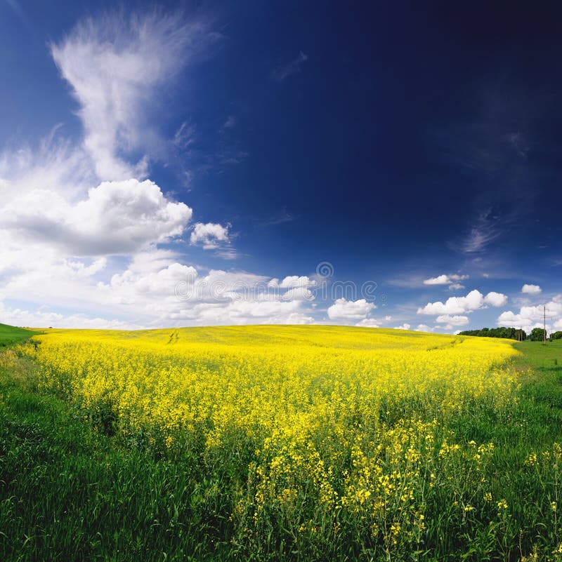Beautiful Yellow Field with Blue Sky at Sunny Weather Stock Image ...