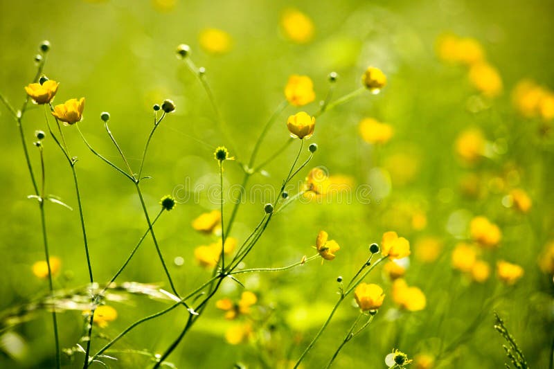A Spring Field of Wild Buttercups Stock Photo - Image of ecologic ...