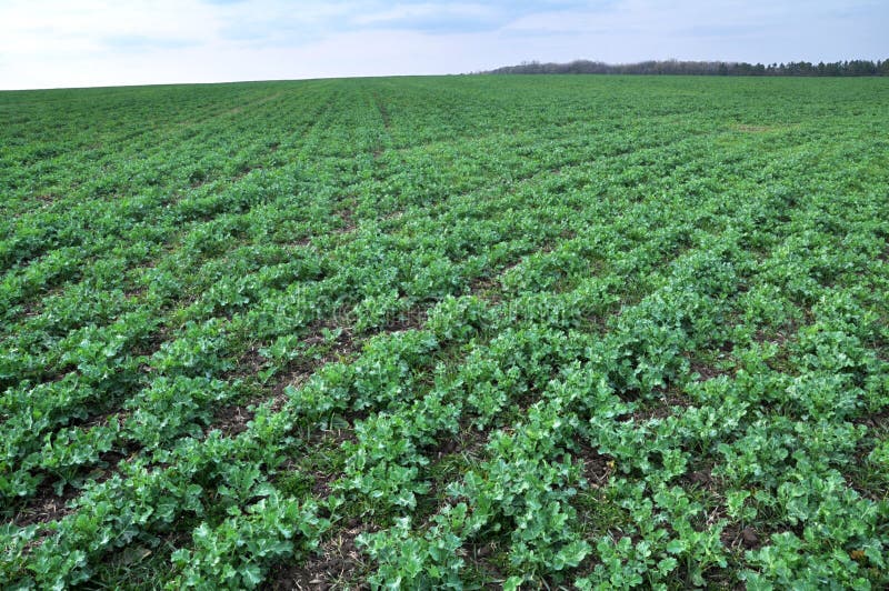Spring field with winter stock image. Image of environment - 144857535