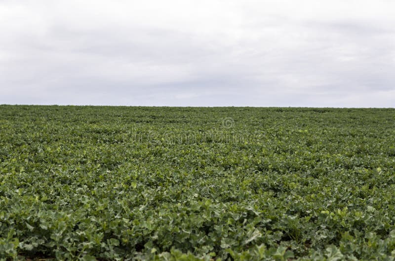 Spring Field with Winter Plants. Agriculture, Cultivating. Stock Photo ...