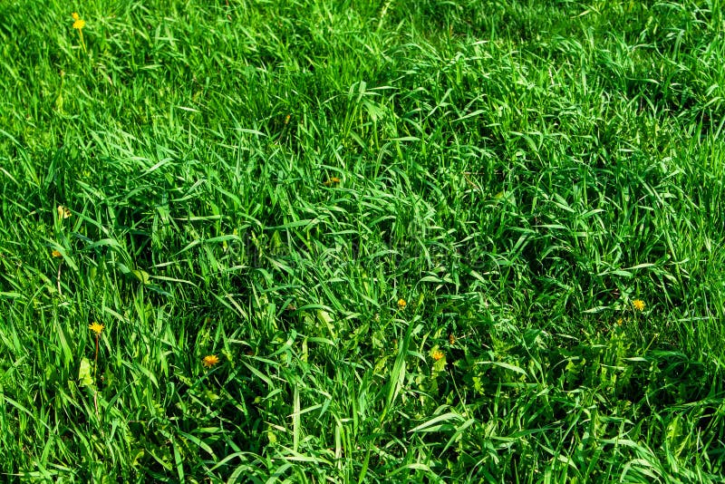Spring Field of Winter Rye As Background Stock Image - Image of ground ...