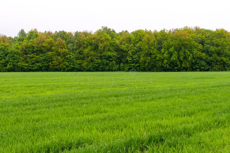 Spring Field of Winter Wheat or Rye. an Array of Mixed Spring Forest ...