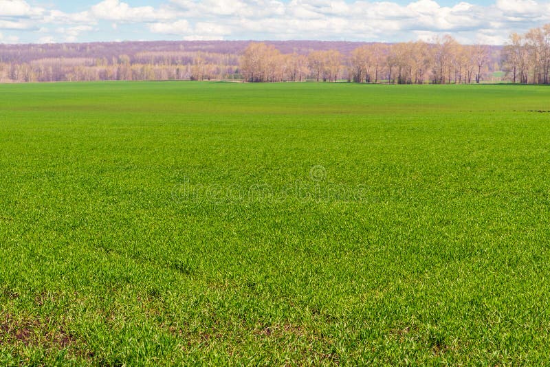 Spring Field of Winter Wheat or Rye. Large Bright Green Field in Spring ...