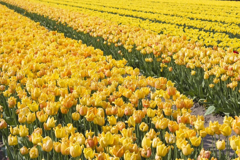 A Spring Field with Yellow Tulips Stock Image - Image of fresh, easter ...