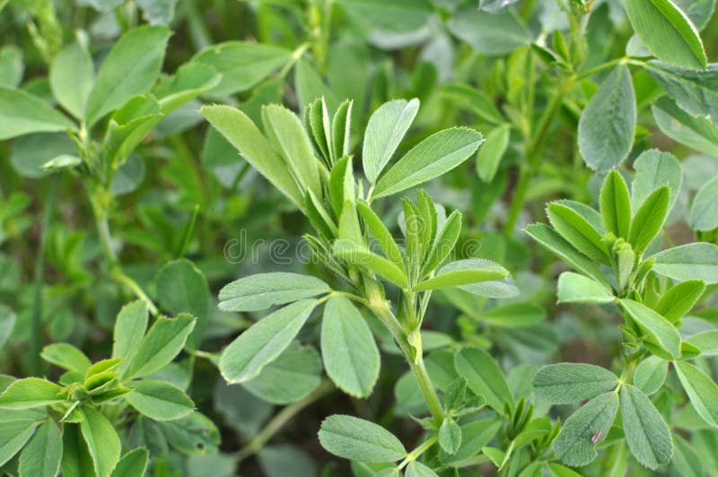 In the Spring Field Young Alfalfa Grows Stock Photo - Image of forage ...