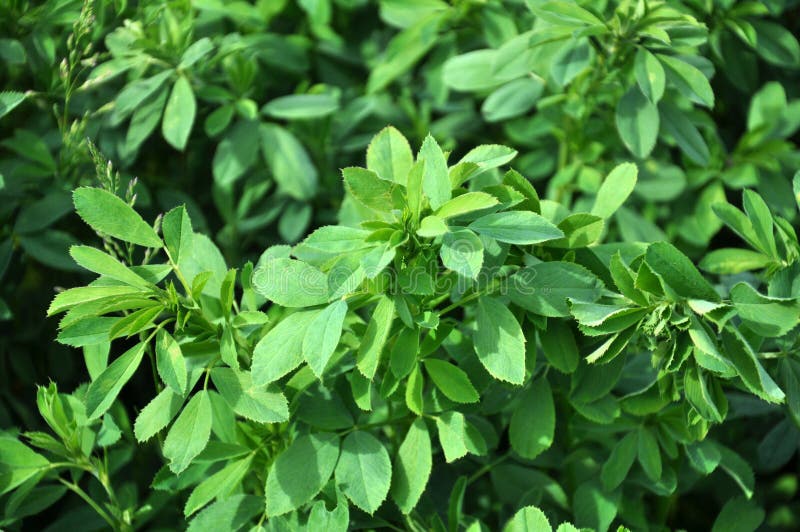 In the Spring Field Young Alfalfa Grows Stock Photo - Image of outdoors ...