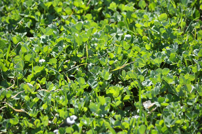 In the Spring Field Young Clover Grows Stock Image - Image of cultivate ...