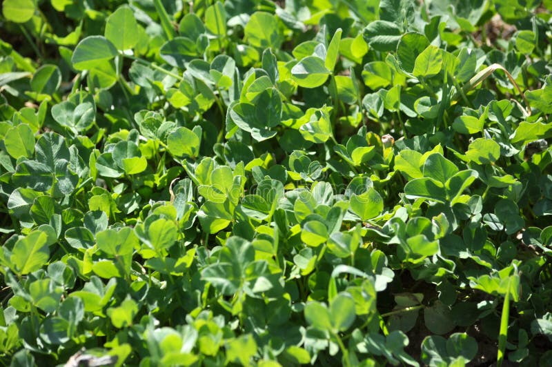 In the Spring Field Young Clover Grows Stock Image - Image of food ...