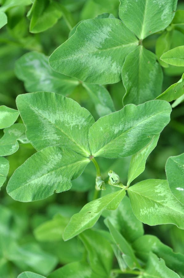 The Red Clover Grows in the Meadow Stock Image - Image of blossom, leaf ...
