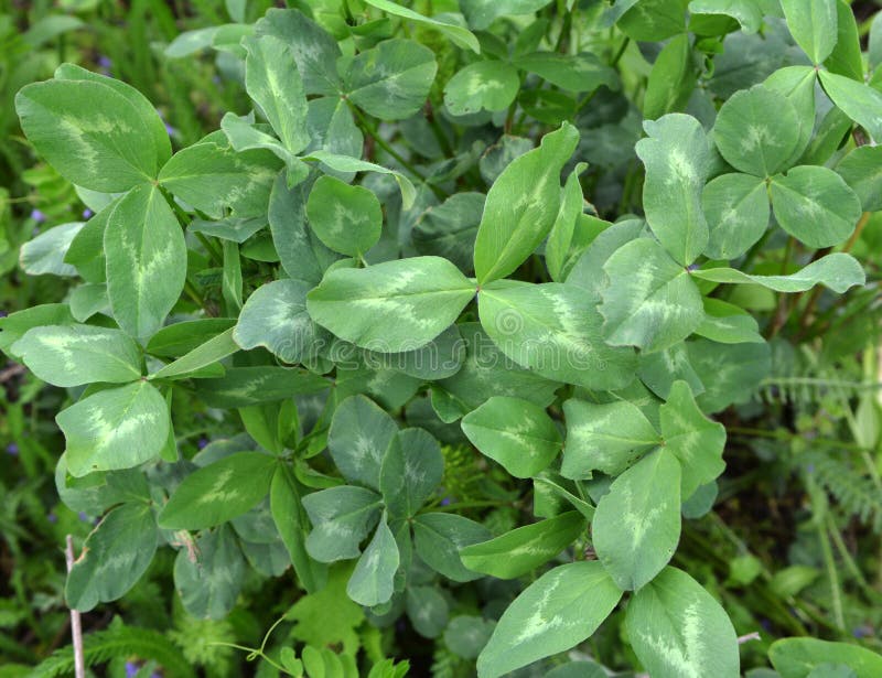 The Red Clover Grows in the Meadow Stock Image - Image of blossom, leaf ...