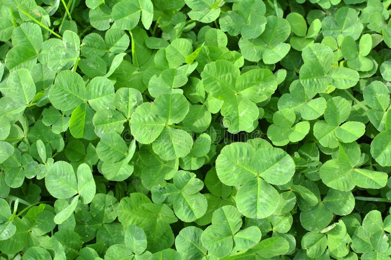 In the Spring Field Young Clover Grows Stock Image - Image of leaf ...