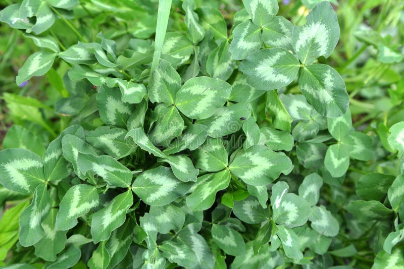 In the Spring Field Young Clover Grows Stock Image - Image of nature ...
